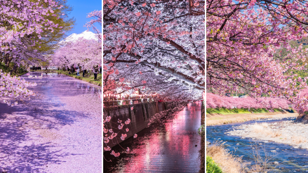 Check Out Japan's Most Vibrant Cherry Blossom Festivals - Unseen Japan